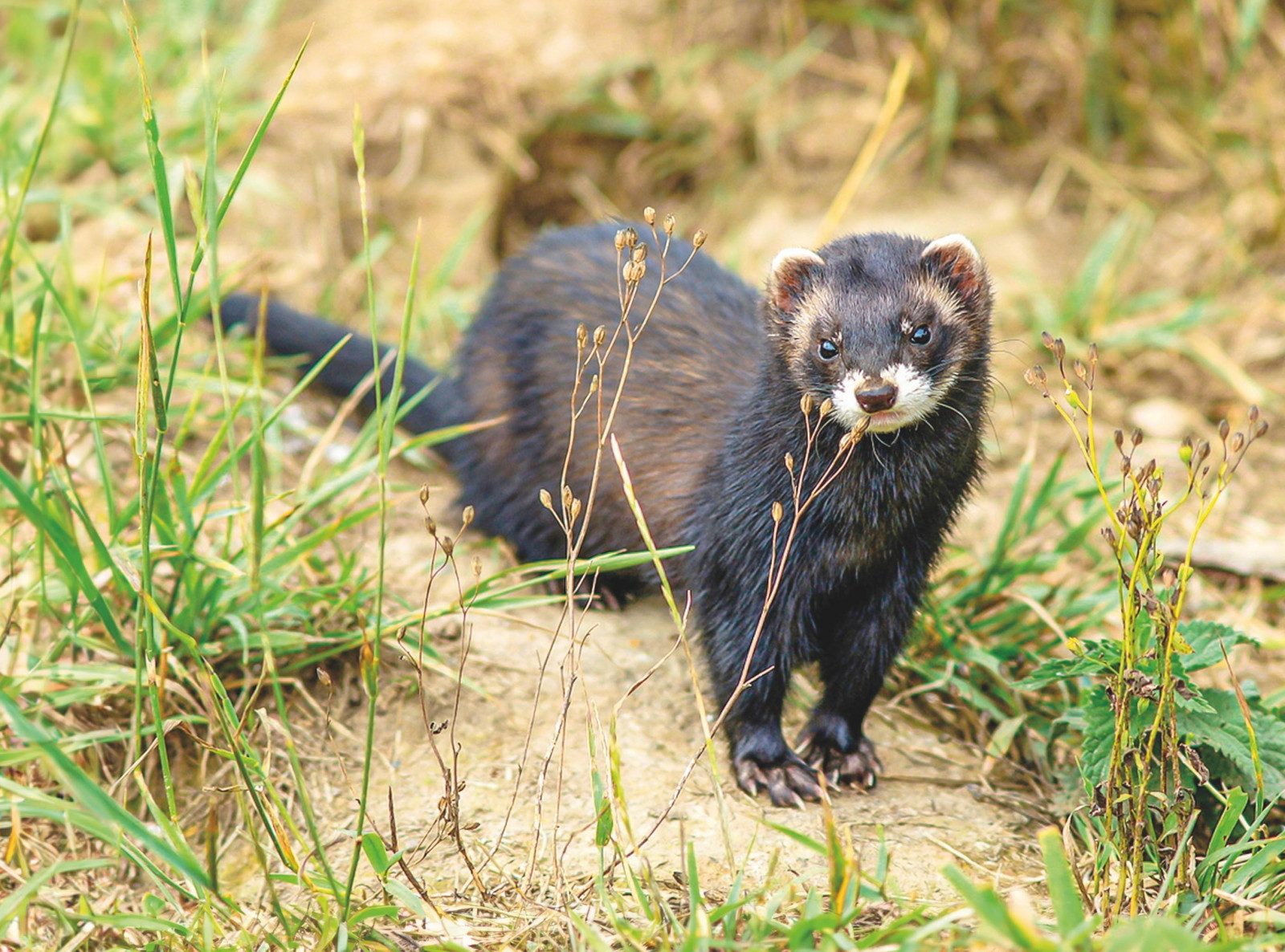 La puzzola, regina del 2024